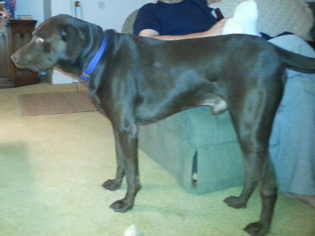 SECOND CHANCE FOR CHANCE - Pet Parents' Place