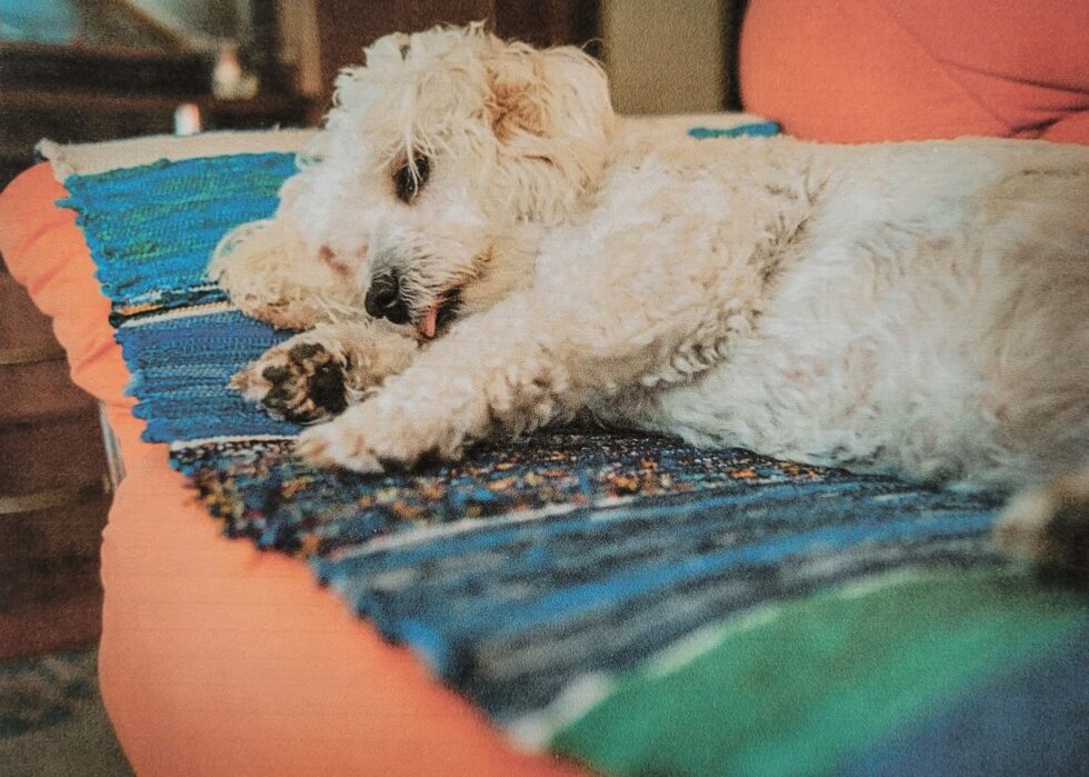 Pet Parents' Place - Be a Part of the P3 Movement